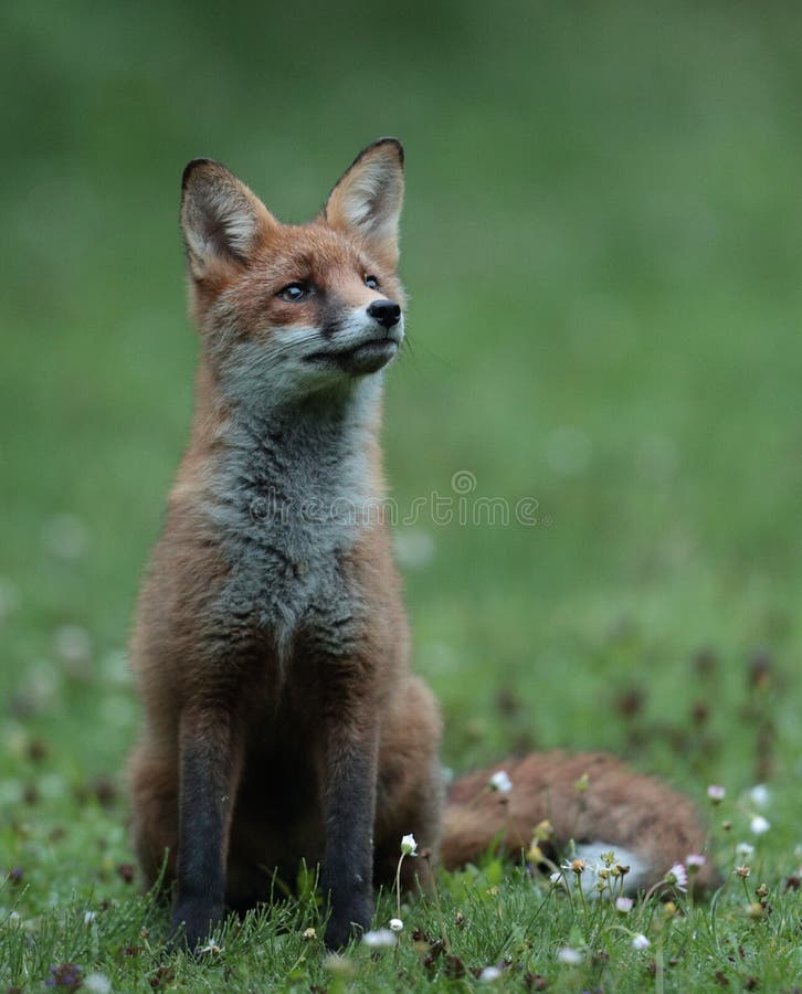 Red fox cub. stock image. Image of nature, profile, whiskers - 96200979