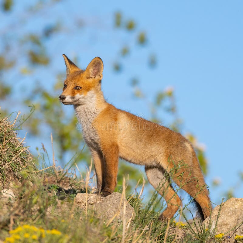 Red Fox Cub Vulpes Vulpes in the Wild Stock Photo - Image of predator ...