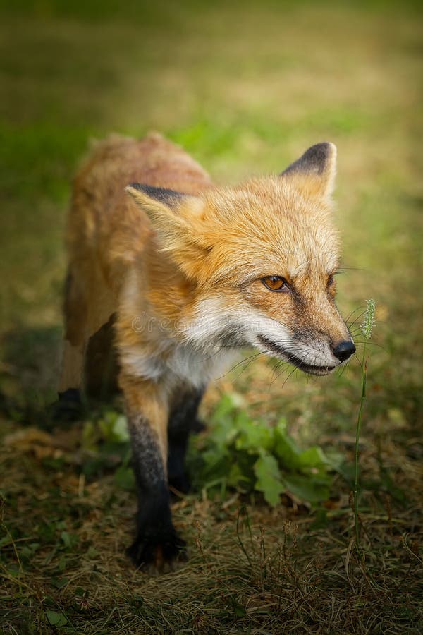 A Close Up of a Red Fox in the Grass Stock Image - Image of vulpes ...