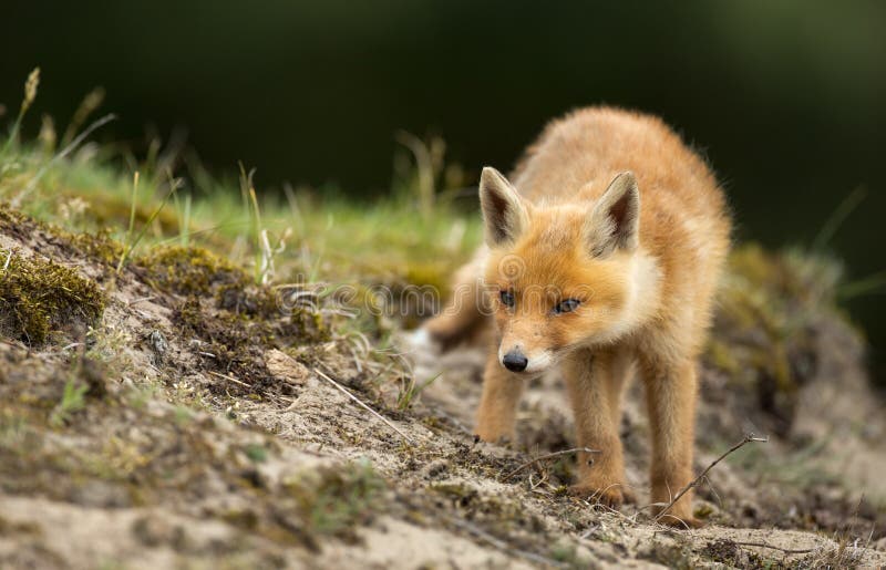 Red fox cub stock image. Image of wildlife, furry, vulpes - 31476307