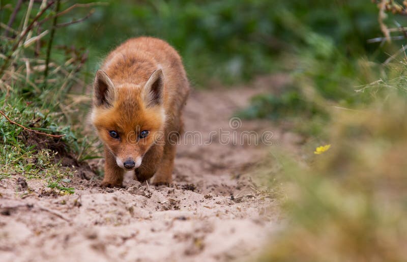 Red fox cub stock photo. Image of orange, green, cute - 31099836