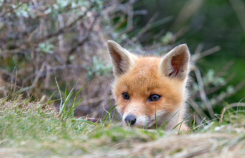 Red fox cub stock photo. Image of spring, wildlife, family - 31099856
