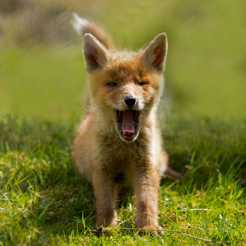 Red fox cub stock image. Image of face, young, outdoors - 34137463