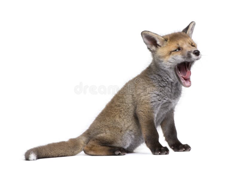 Red Fox Cub Yawning, Vulpes Vulpes, 6 Weeks Old Stock Image - Image of ...