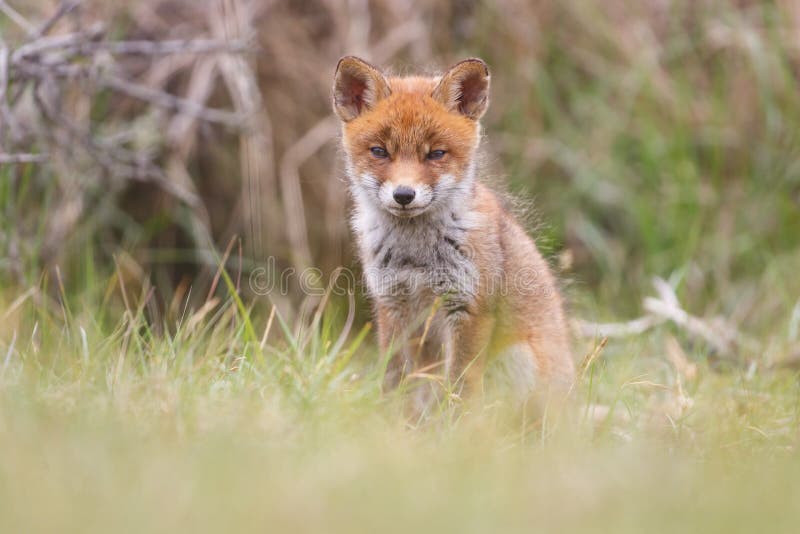 Red fox cub stock image. Image of baby, mammal, cute - 93947651