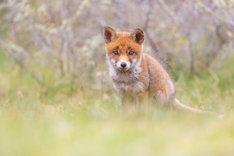 Red fox cub stock photo. Image of animal, spring, baby - 93947652