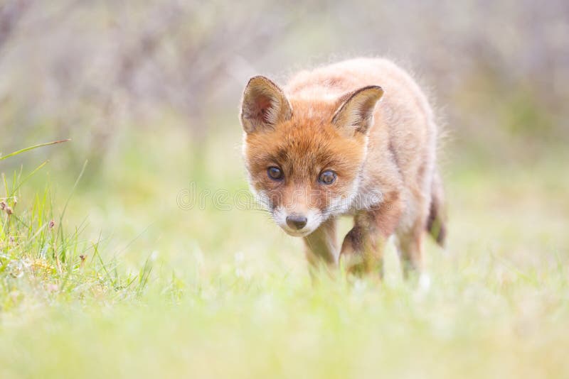 Red fox cub stock photo. Image of cute, spring, young - 93947684