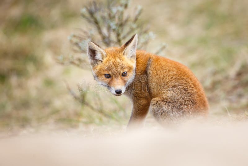 Red fox cub stock image. Image of young, spring, vulpes - 93948085