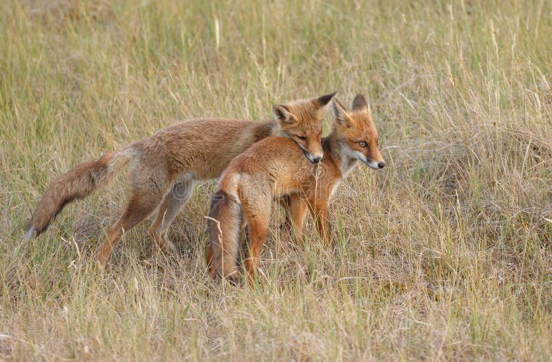 Red fox cubs stock image. Image of spring, explore, stare - 31476431