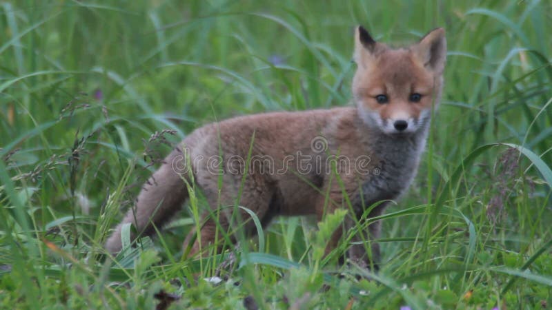 Red fox cubs cuddling stock video. Video of look, outdoors - 45588171