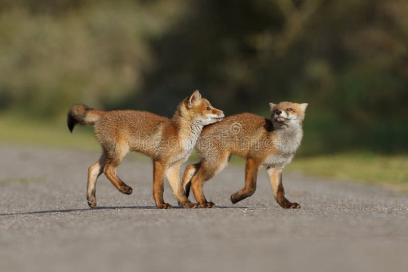 Red Fox Cubs Playing Picture. Image: 19715435