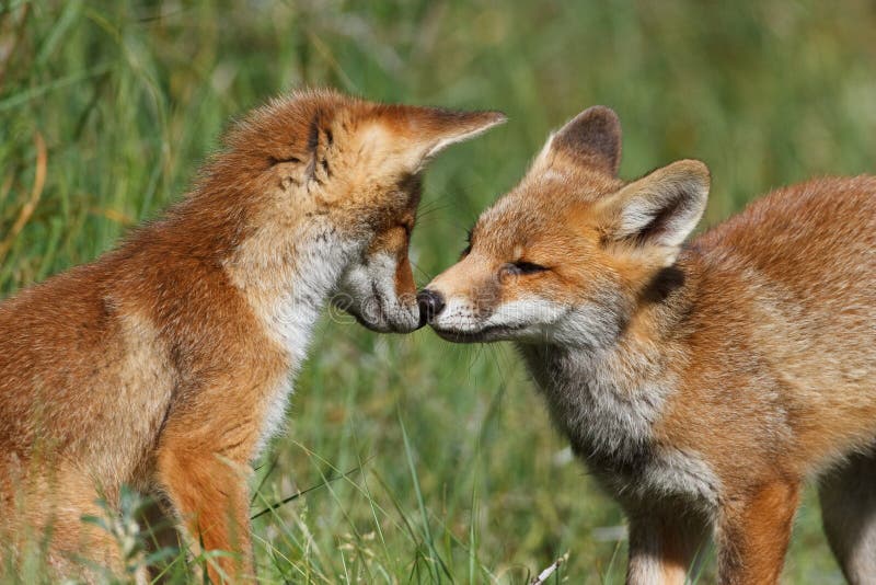 Playing Foxes