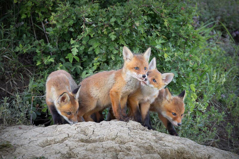 Red Fox Cubs Playing in Front of the Den Stock Image - Image of ...