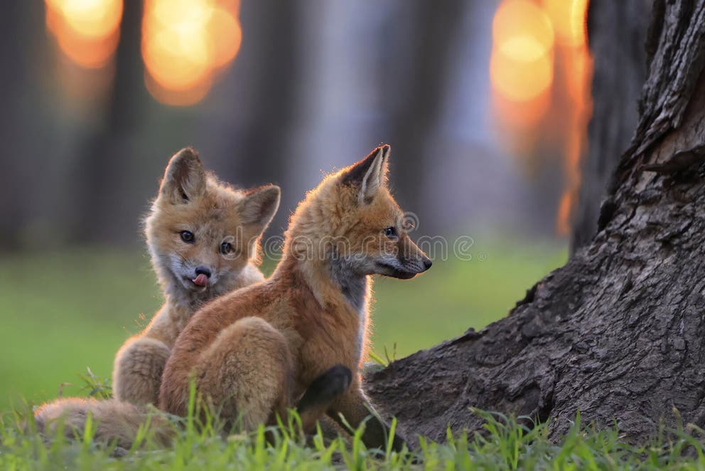 Red Fox Cubs Portrait in Grass at Sunset Stock Image - Image of canine ...