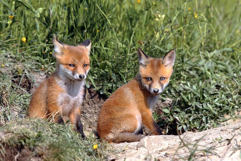 Red Fox Cubs Resting Near the Burrow Stock Photo - Image of beast ...