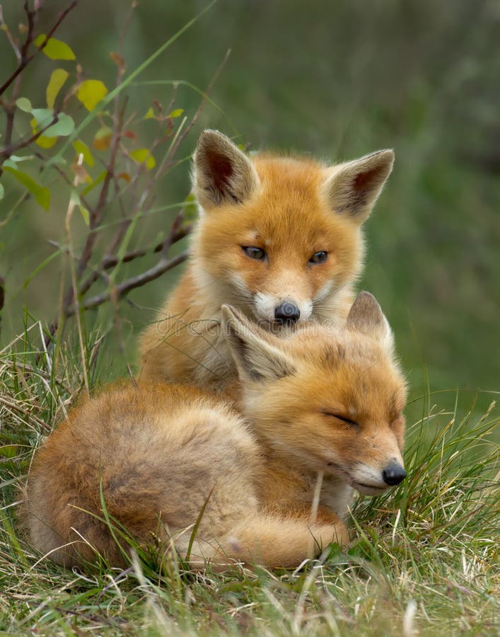 Red fox cubs stock photo. Image of outdoors, family, cute - 31476466