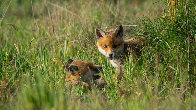 Red Fox Cubs (Vulpes Vulpes) Playing on Green Grass Stock Image - Image ...