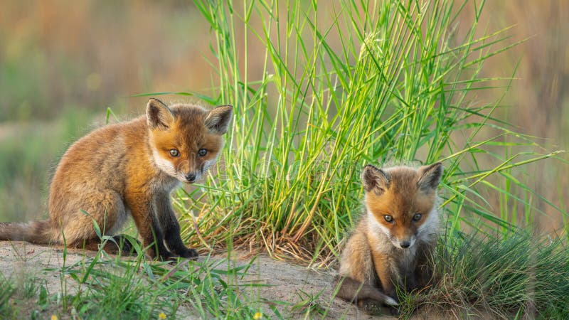 Red Fox Cubs (Vulpes Vulpes) Playing on Green Grass Stock Image - Image ...
