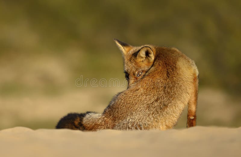 Red Fox Curiously Looking through the Shoulder Stock Photo - Image of ...