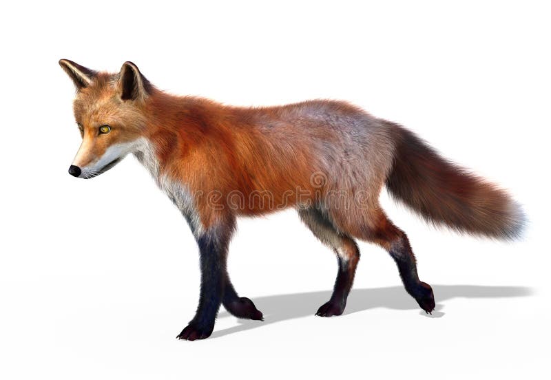 Red Fox stock photo. Image of rendering, standing, rendered - 278631320