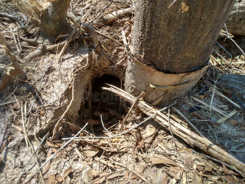 Red Fox Den stock image. Image of tree, iron, plant - 247212547