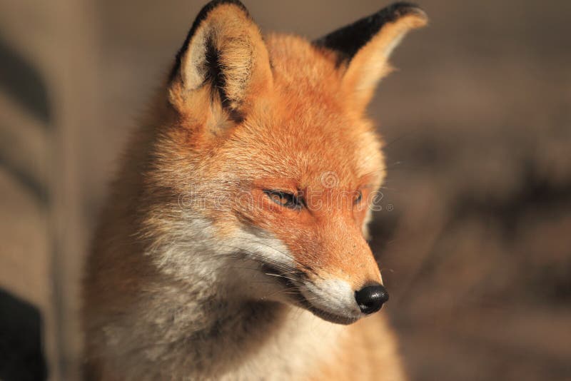 Red fox detail stock photo. Image of upper, nature, true - 23672050