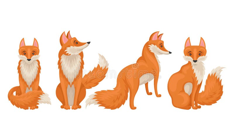 Red Fox in Different Poses Vector Illustrations Set Stock Vector ...