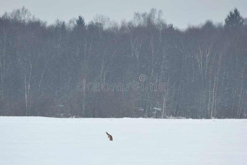 Red Fox Diving into the Snow Stock Photo - Image of winter, hunting ...