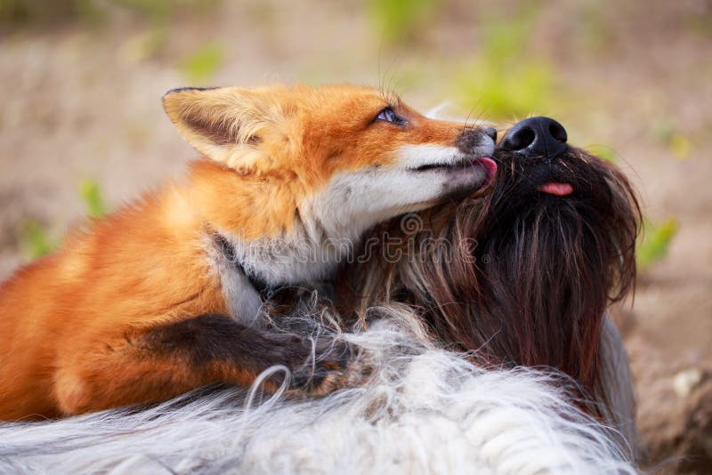 Red fox and dog stock image. Image of pale, little, briard - 42737283