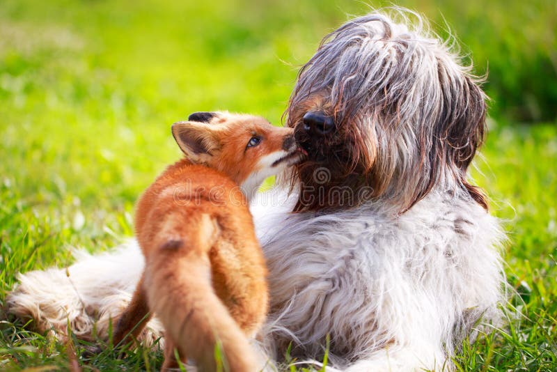 Red fox and dog stock image. Image of animal, little - 42737307