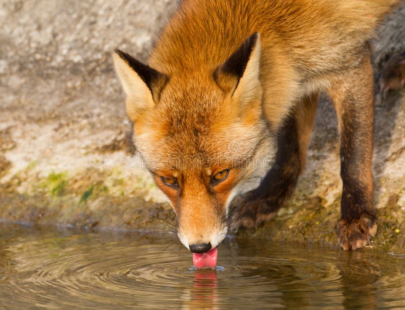 Fox Drinking Out Creek Stock Photos - Free & Royalty-Free Stock Photos ...