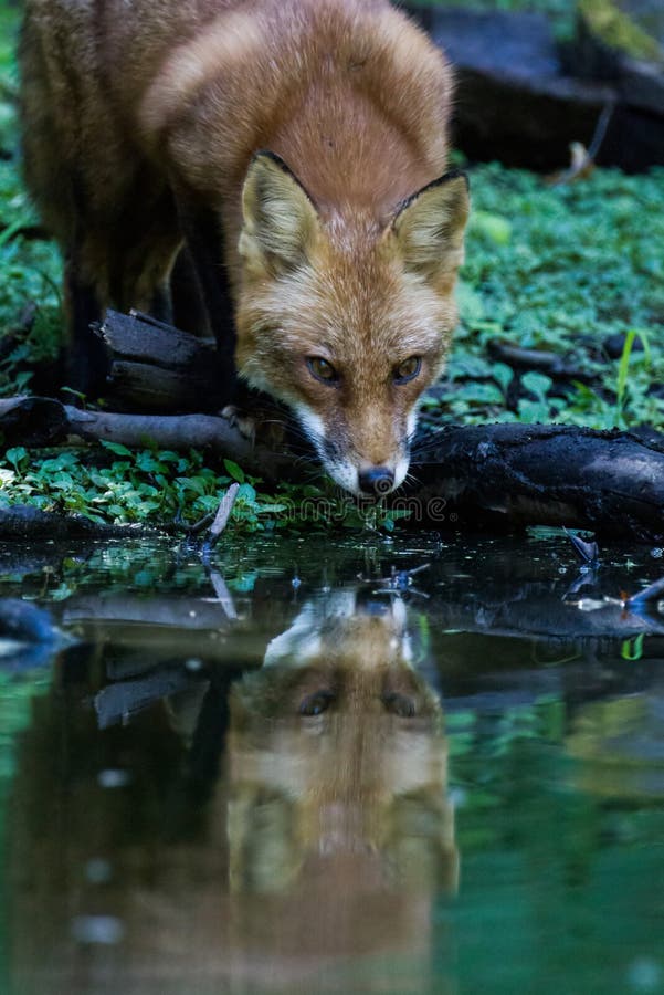 Red fox drinking stock image. Image of reflection, amber - 59427719