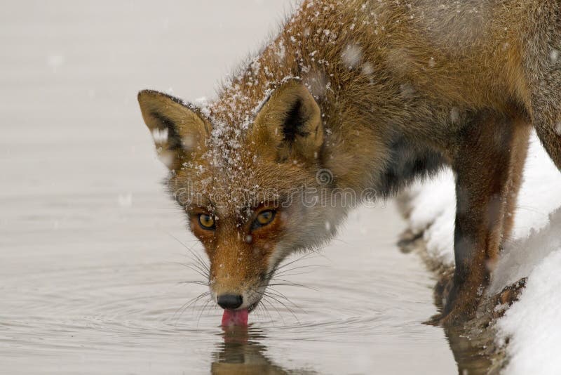 Red Fox Drinks Water in the Snow Stock Image - Image of mammal, clea ...