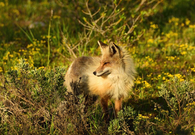 Red fox in the dusk stock image. Image of sage, stands - 224128611
