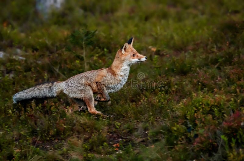 Red fox in a dynamic pose stock image. Image of wildlife - 203241955