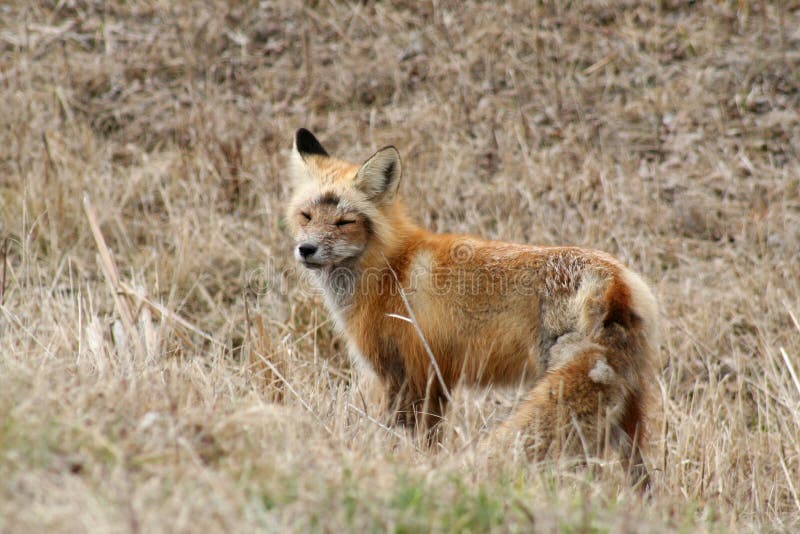 Red Fox in Early Spring stock photo. Image of winter - 24061852