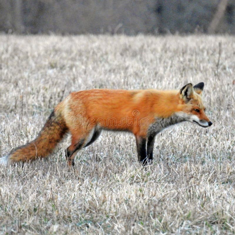 Colorful NYS Red Fox Hunting in Field Stock Photo - Image of upstateny ...
