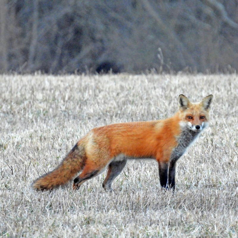 Ample Rump Girls Stock Photos - Free & Royalty-Free Stock Photos from ...