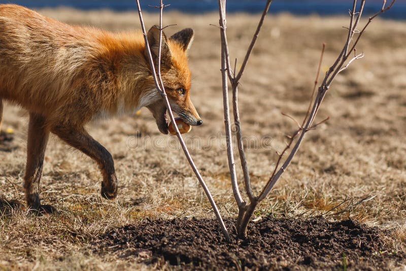 Red Fox Eating a Bun in the Grass Stock Image - Image of beast, hunter ...