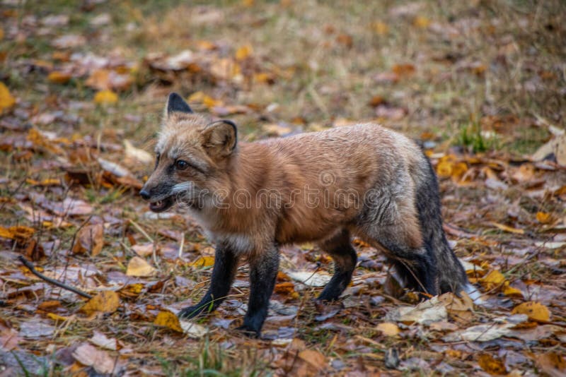 Red Fox Eating a Mouse stock image. Image of black, brown - 132771929