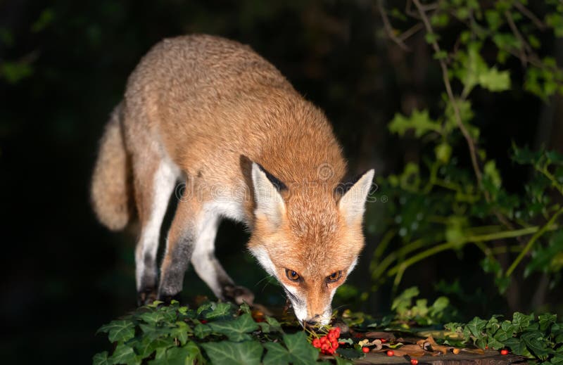 Red Fox Eating Rowan Berries on a Tree Stump in a Forest at Night Stock ...