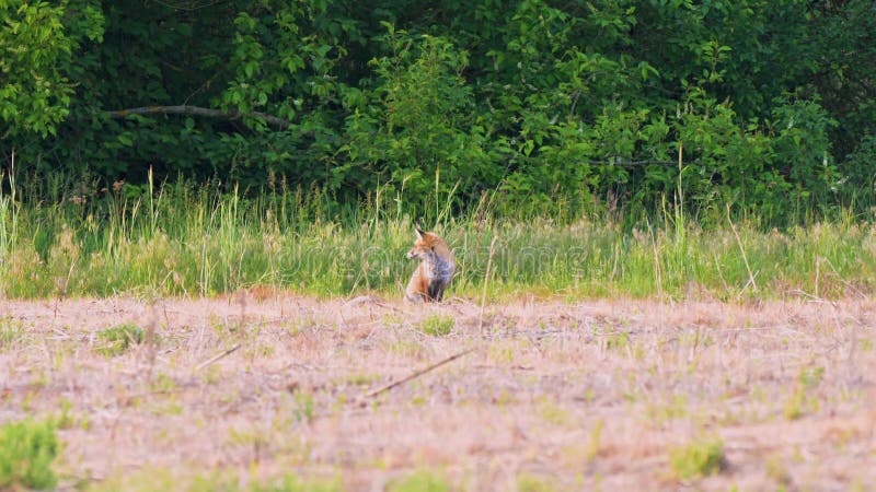A Red Fox at the Edge of a Field Stock Video - Video of grass, germany ...