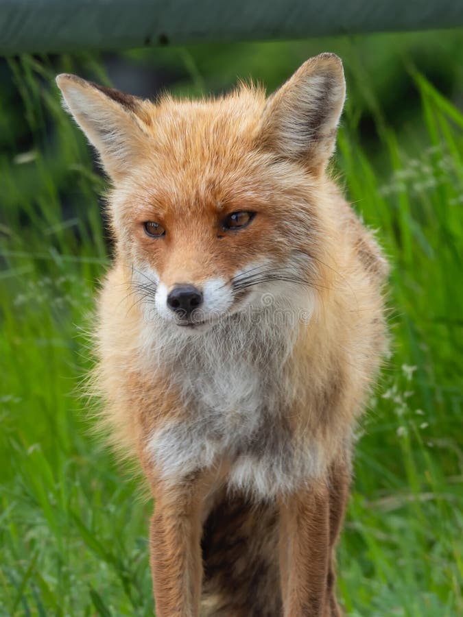 Red Fox at the Edge of a Road Stock Image - Image of wildlife, adult ...