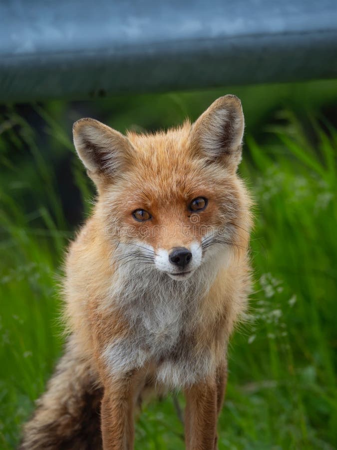 Red Fox at the Edge of a Road Stock Image - Image of beach, nature ...