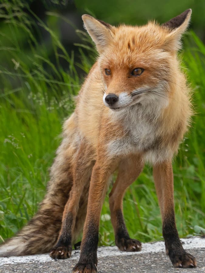 Red Fox at the Edge of a Road Stock Image - Image of muntii, headshot ...