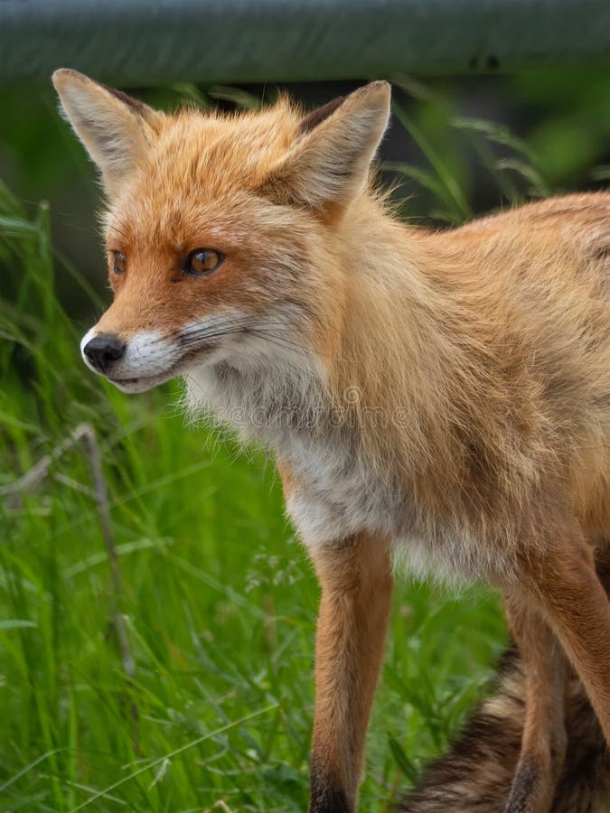 Red Fox at the Edge of a Road Stock Image - Image of wildlife, closeup ...