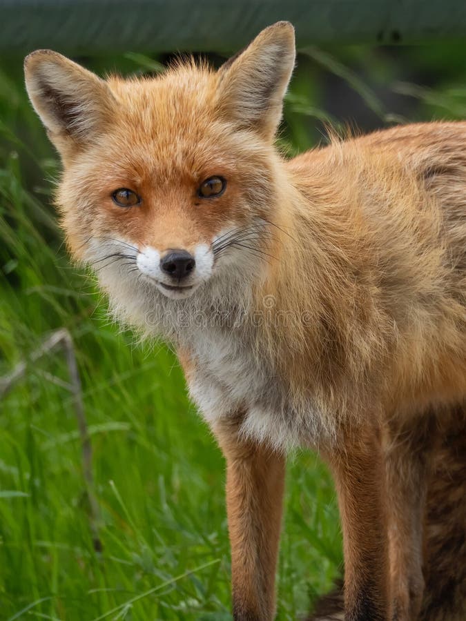 Red Fox at the Edge of a Road Stock Image - Image of forest, adult ...