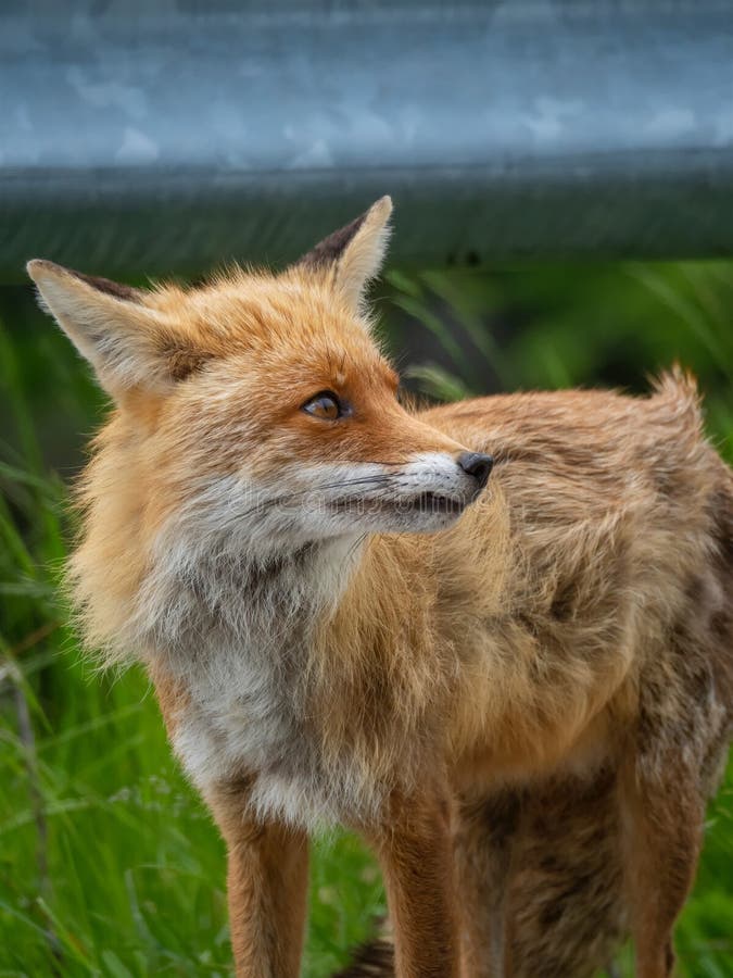 Red Fox at the Edge of a Road Stock Photo - Image of romania, closeup ...
