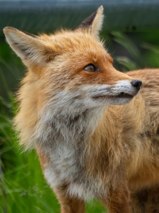 Red Fox at the Edge of a Road Stock Image - Image of young, muntii ...