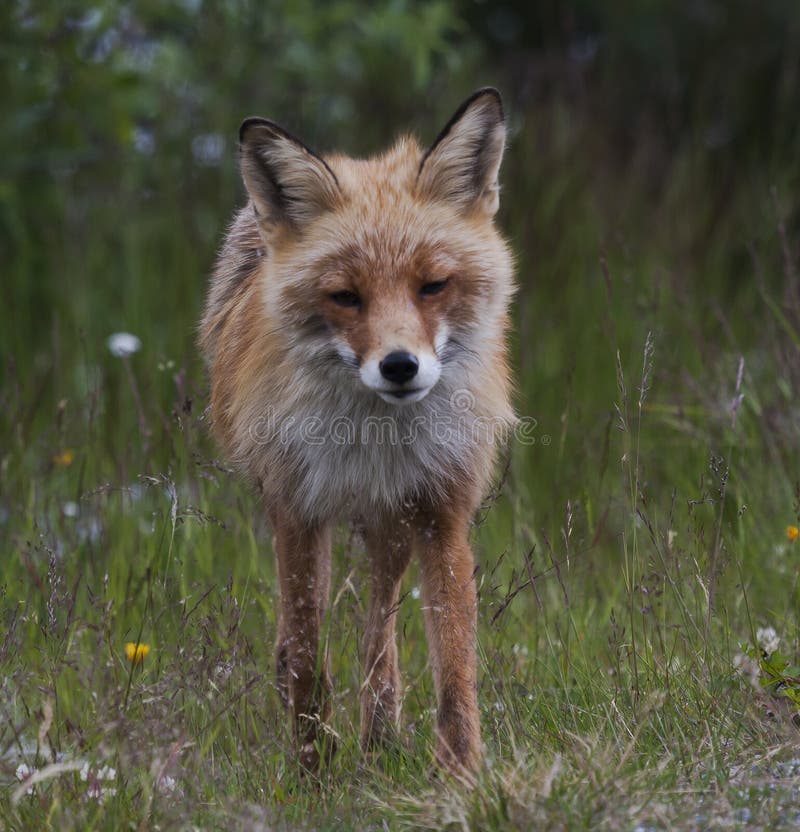 Red fox stock photo. Image of approaching, tired, fluff - 68246528